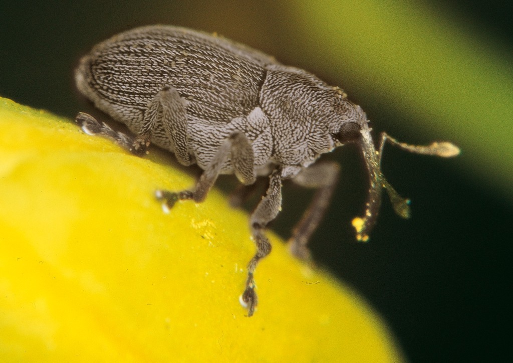 Ormányos bogarak lepték el Szabadkát | SZMSZ (Szabad Magyar Szó)